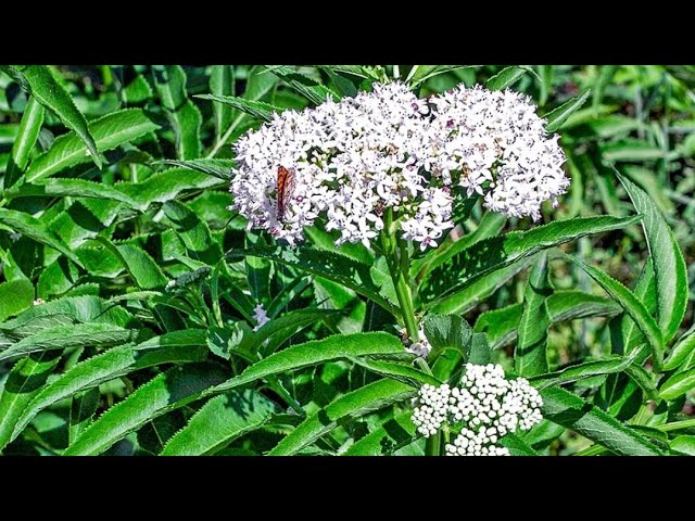 SCIROPPO DI SAMBUCO – FATA CUOCA